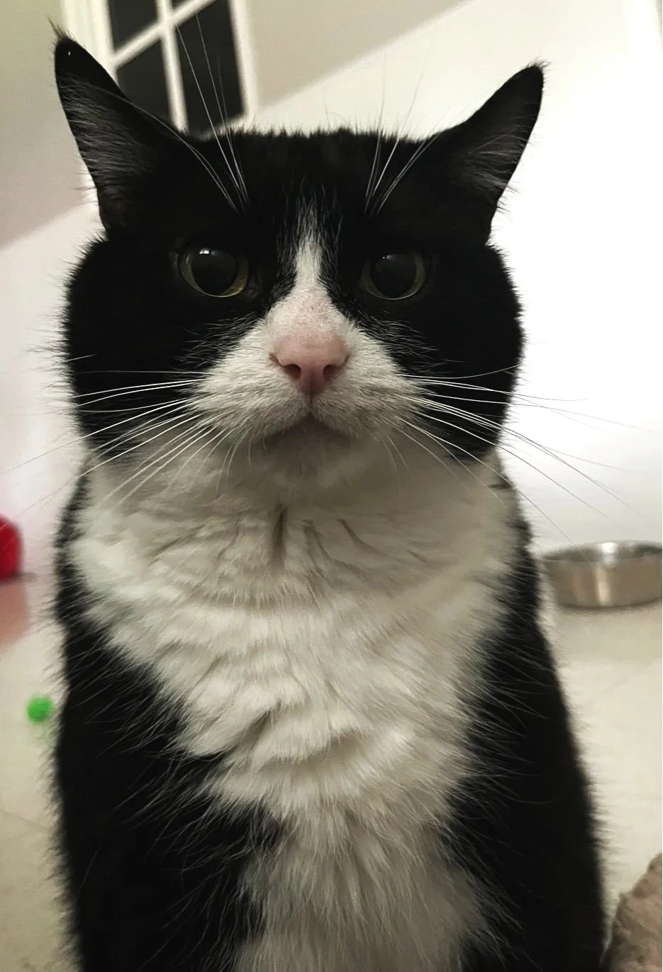 Cats — Carleton County Animal Shelter