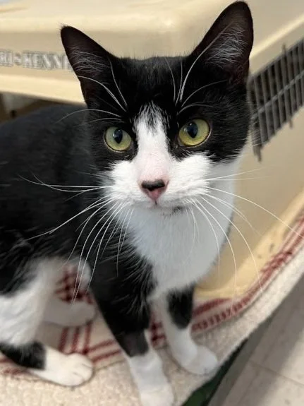 Cats — Carleton County Animal Shelter