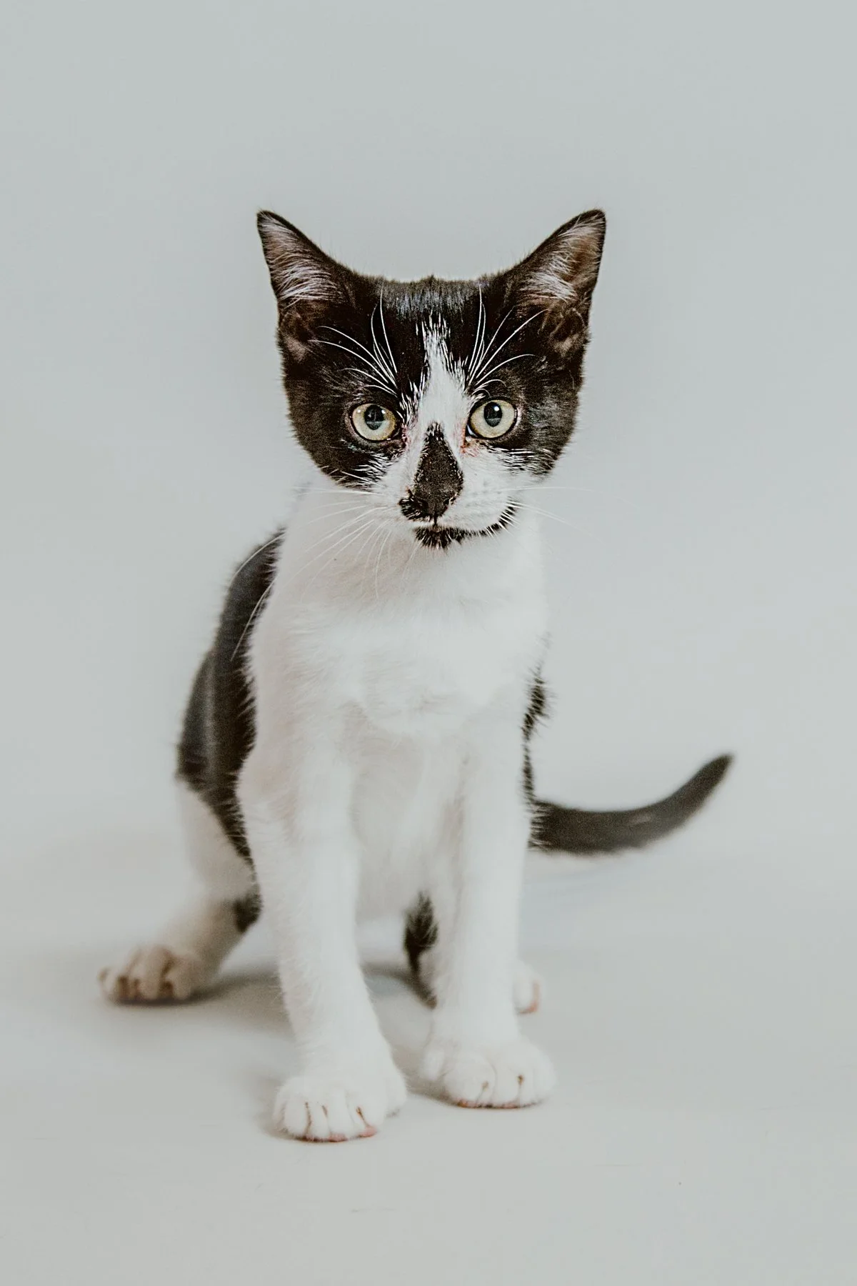 Cats — Carleton County Animal Shelter
