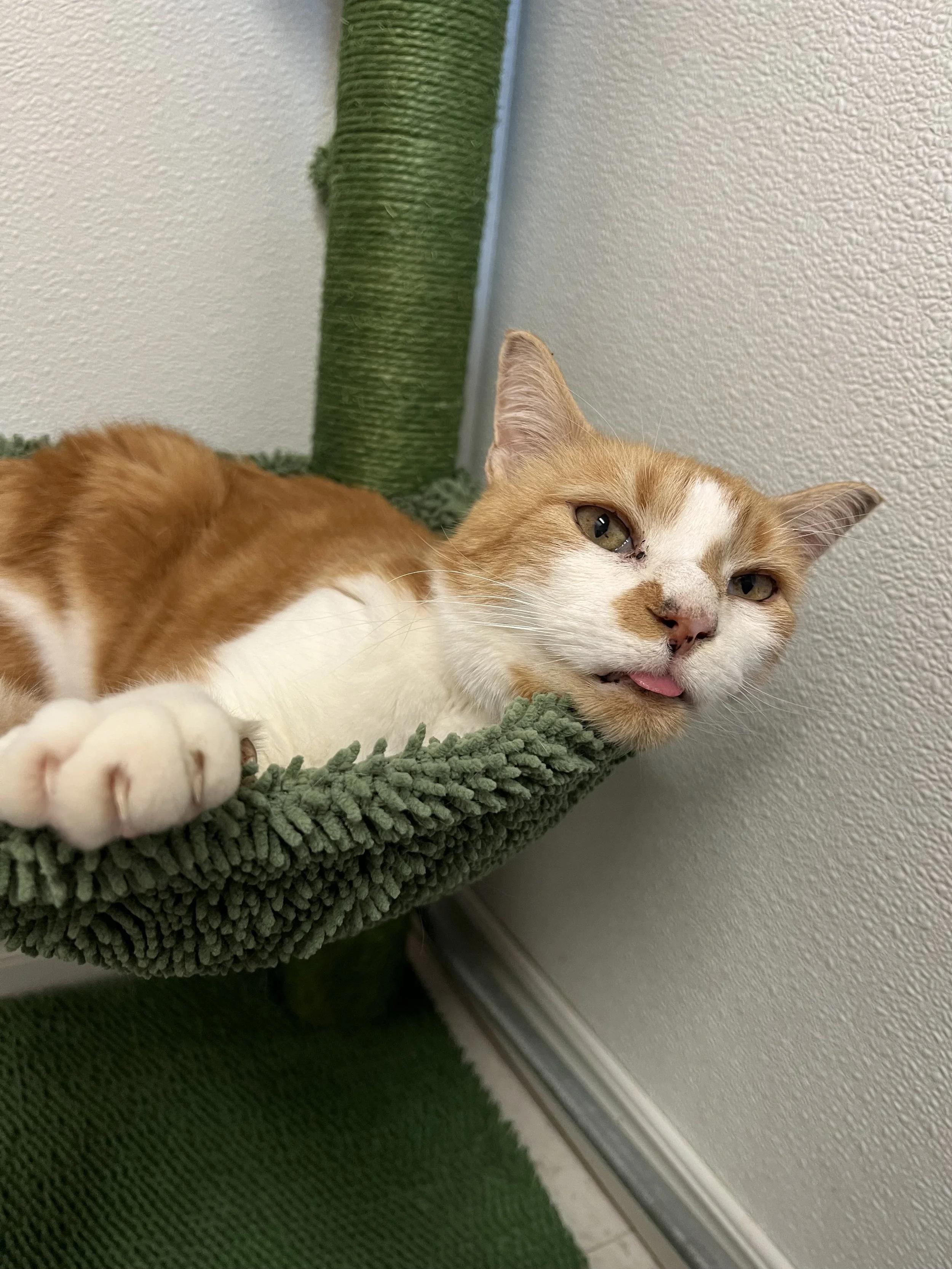 Cats — Carleton County Animal Shelter