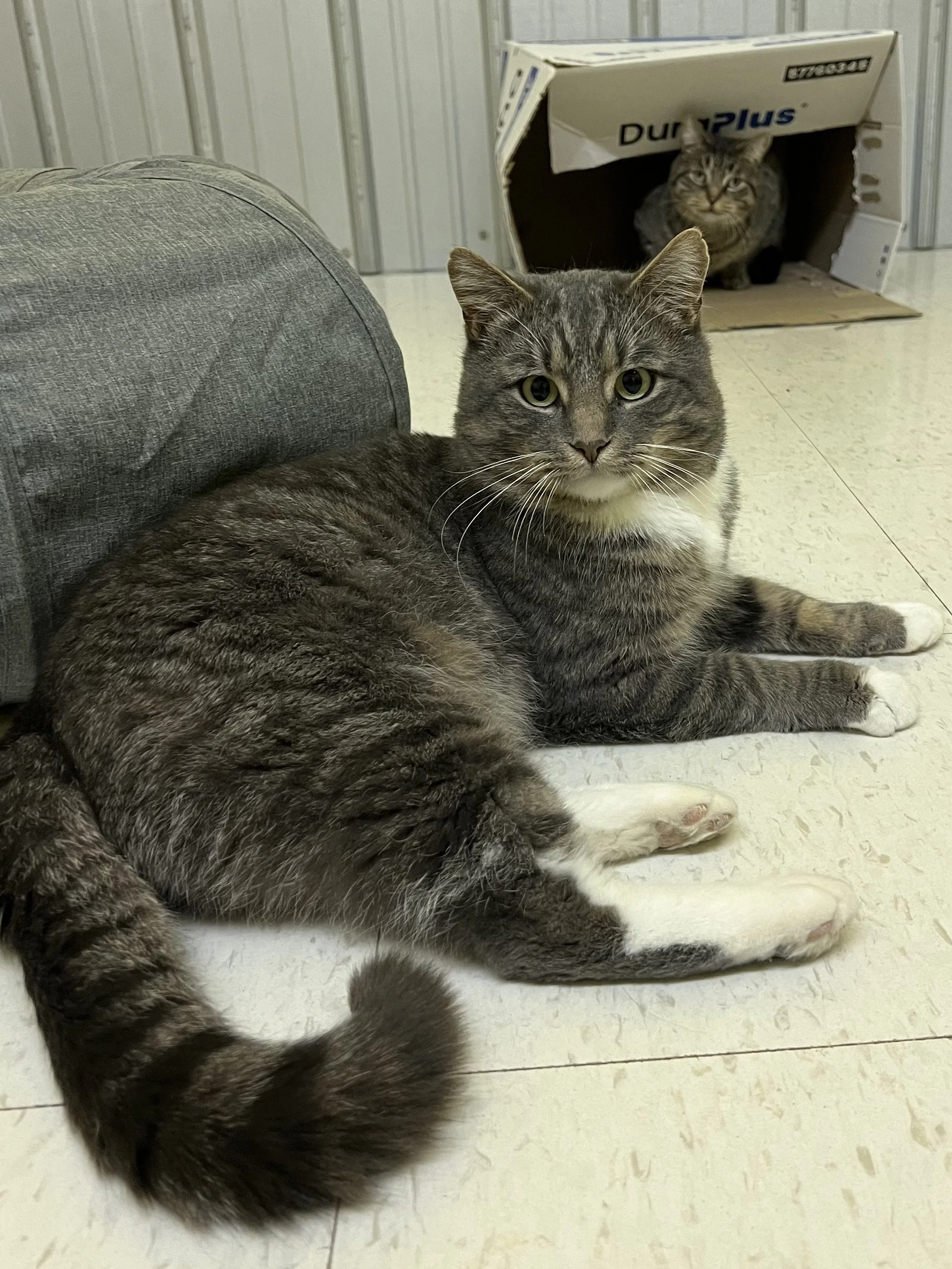 Cats — Carleton County Animal Shelter