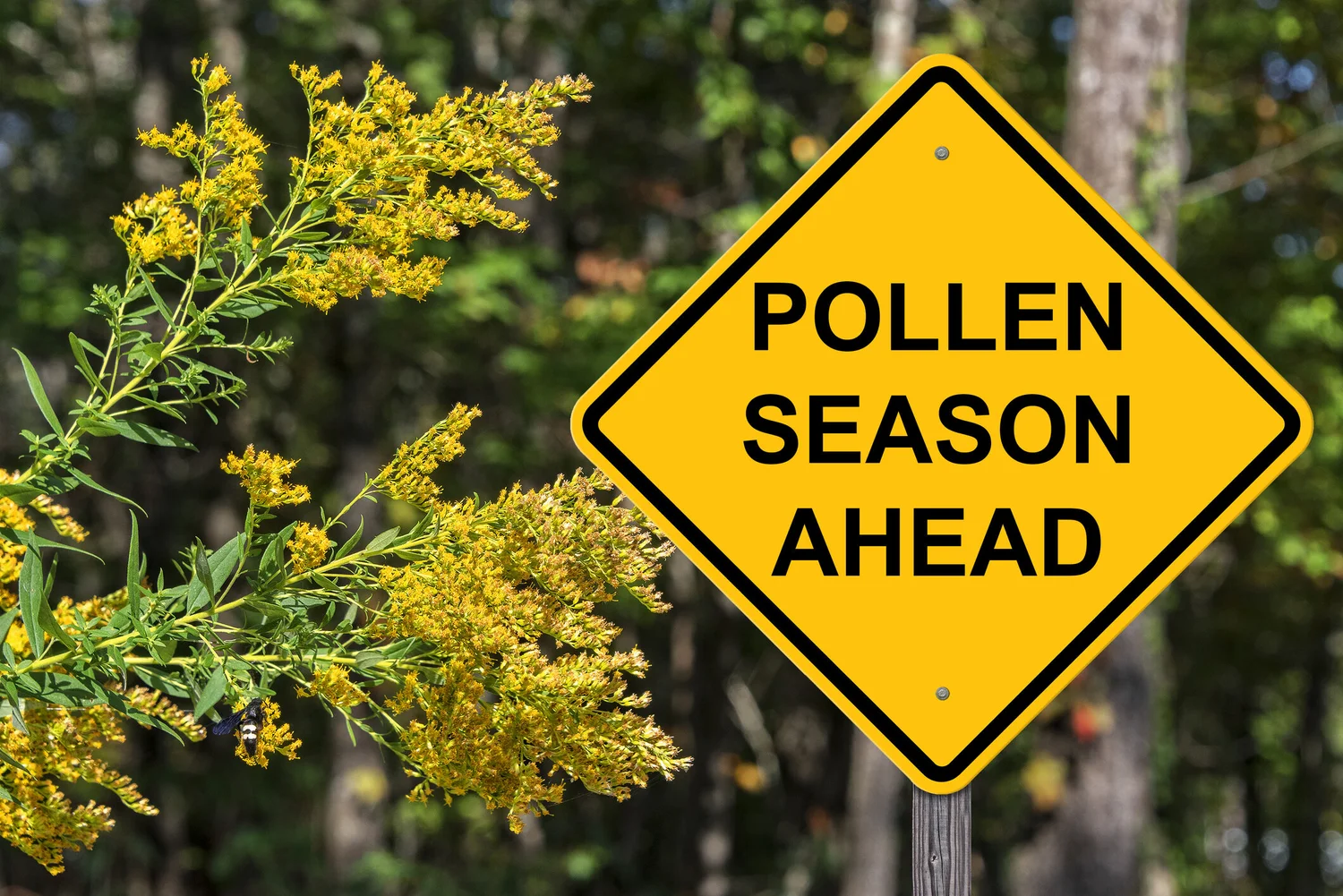 Allergy ENT of Texas