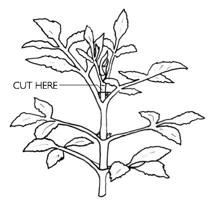DAHLIA GROWING GUIDE — Fort Hill Farm