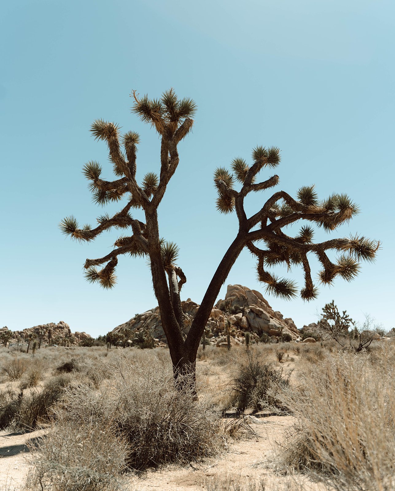 How to Plan a Joshua Tree National Park Wedding — Washington Elopement ...