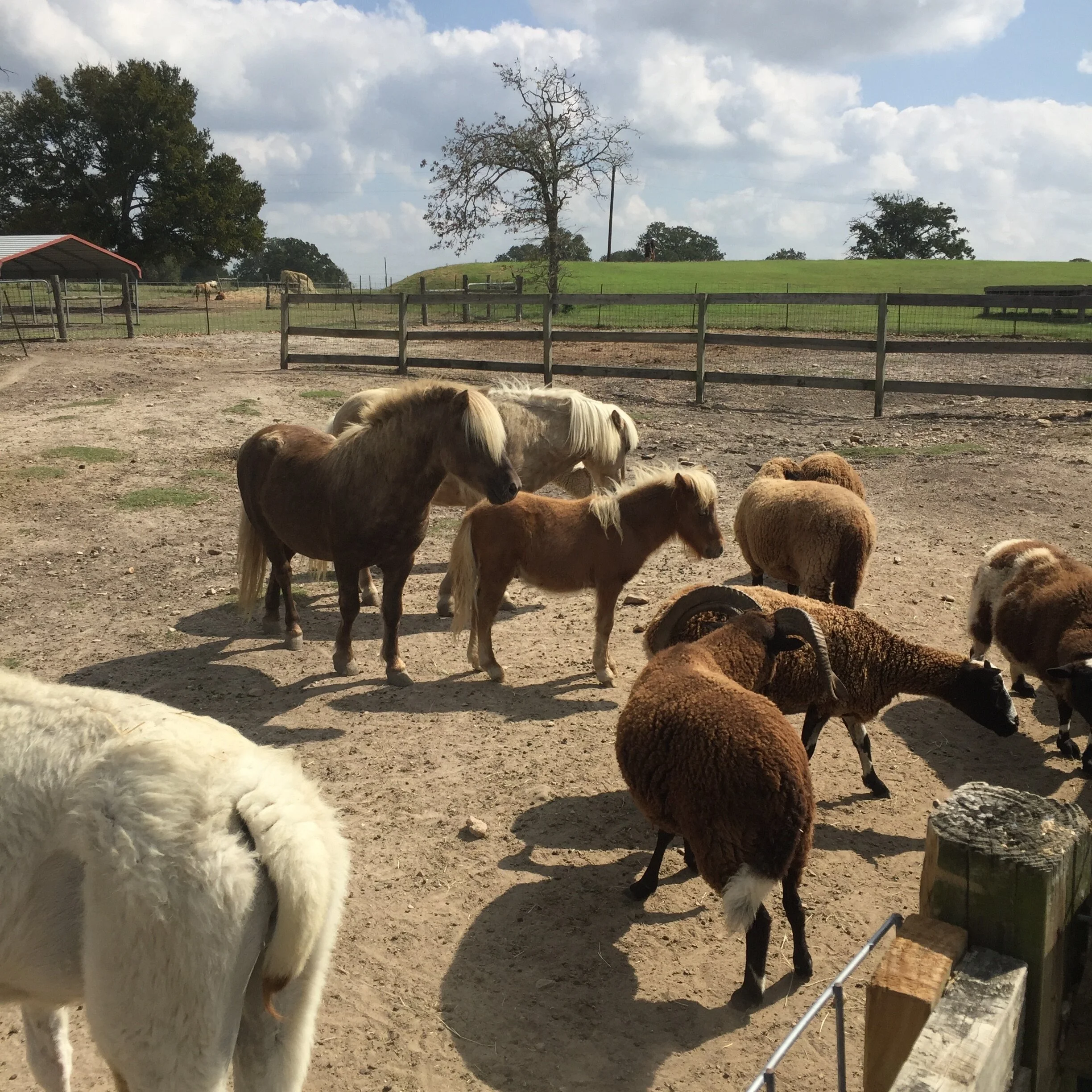 General 2 — Crowe's Nest Farm