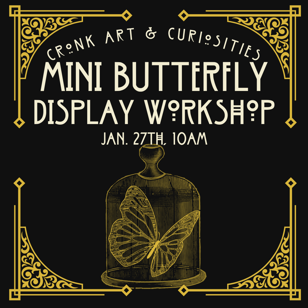 Mini Butterfly Display Workshop — Cronk Art & Curiosities