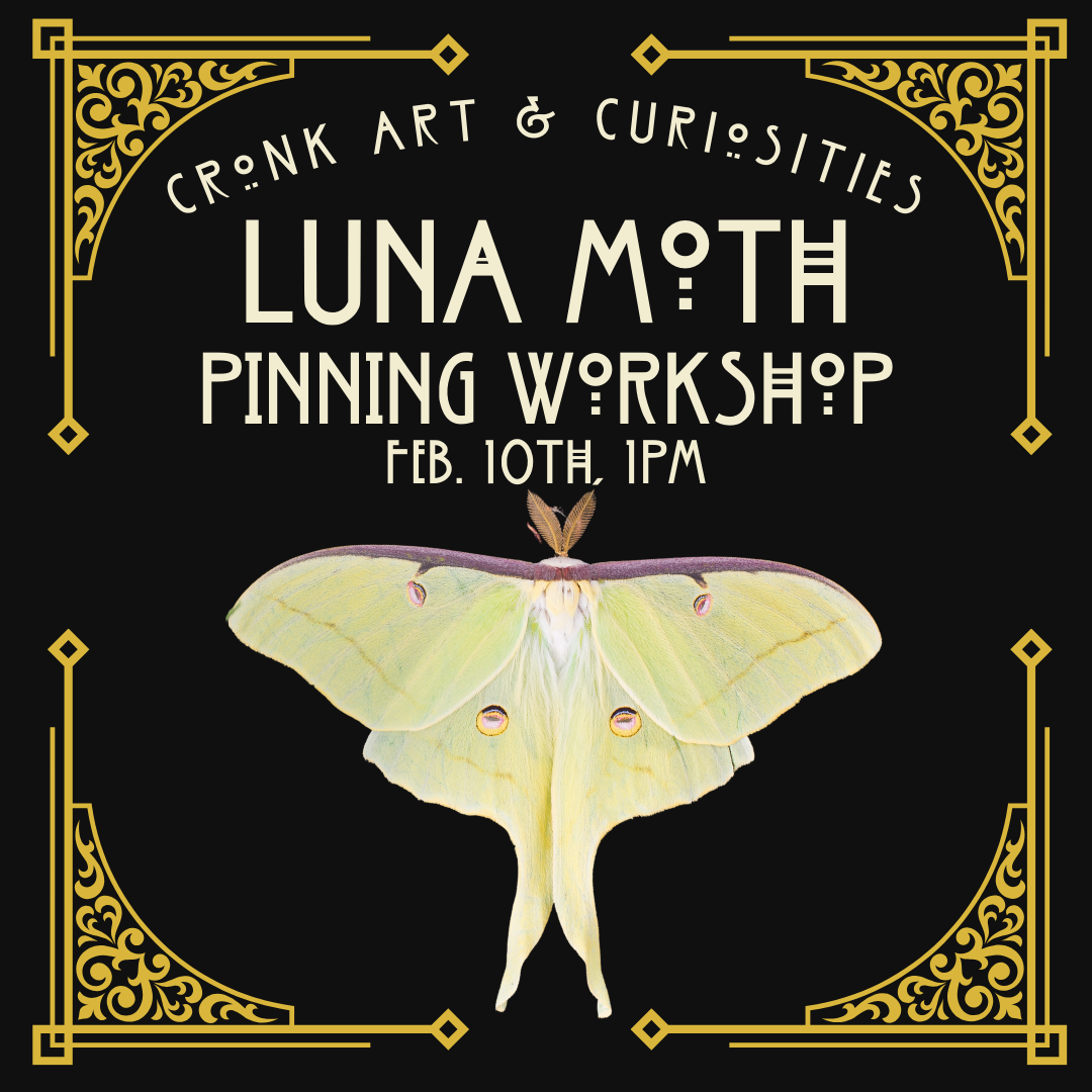 Luna Moth Pinning Workshop — Cronk Art & Curiosities