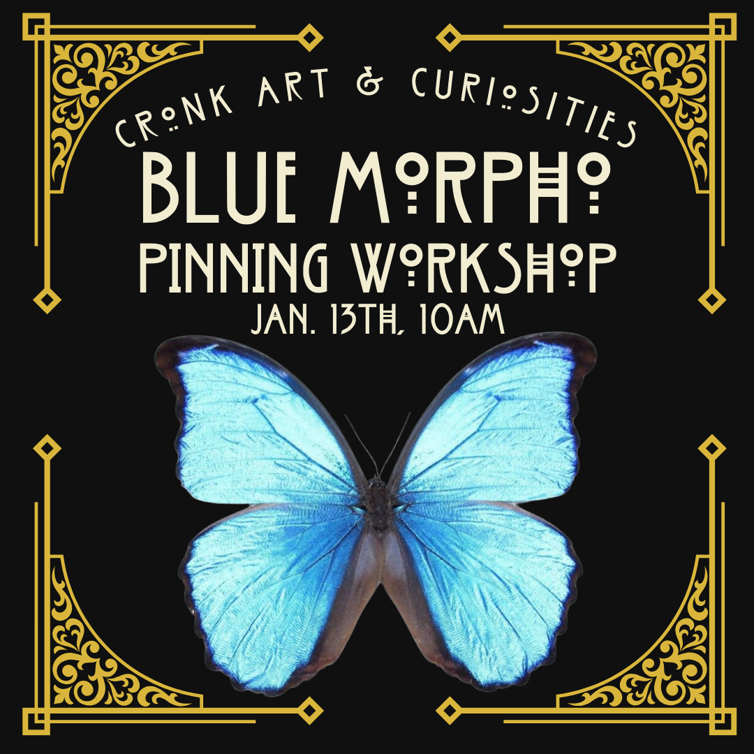 Blue Morpho Pinning Workshop — Cronk Art & Curiosities