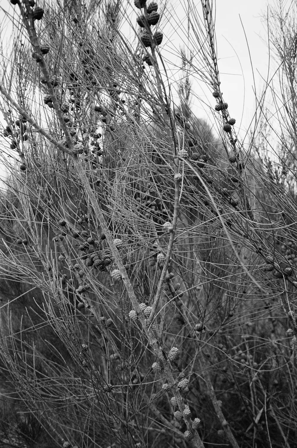 frontier vs noritsu — LAZARUS FILM LAB