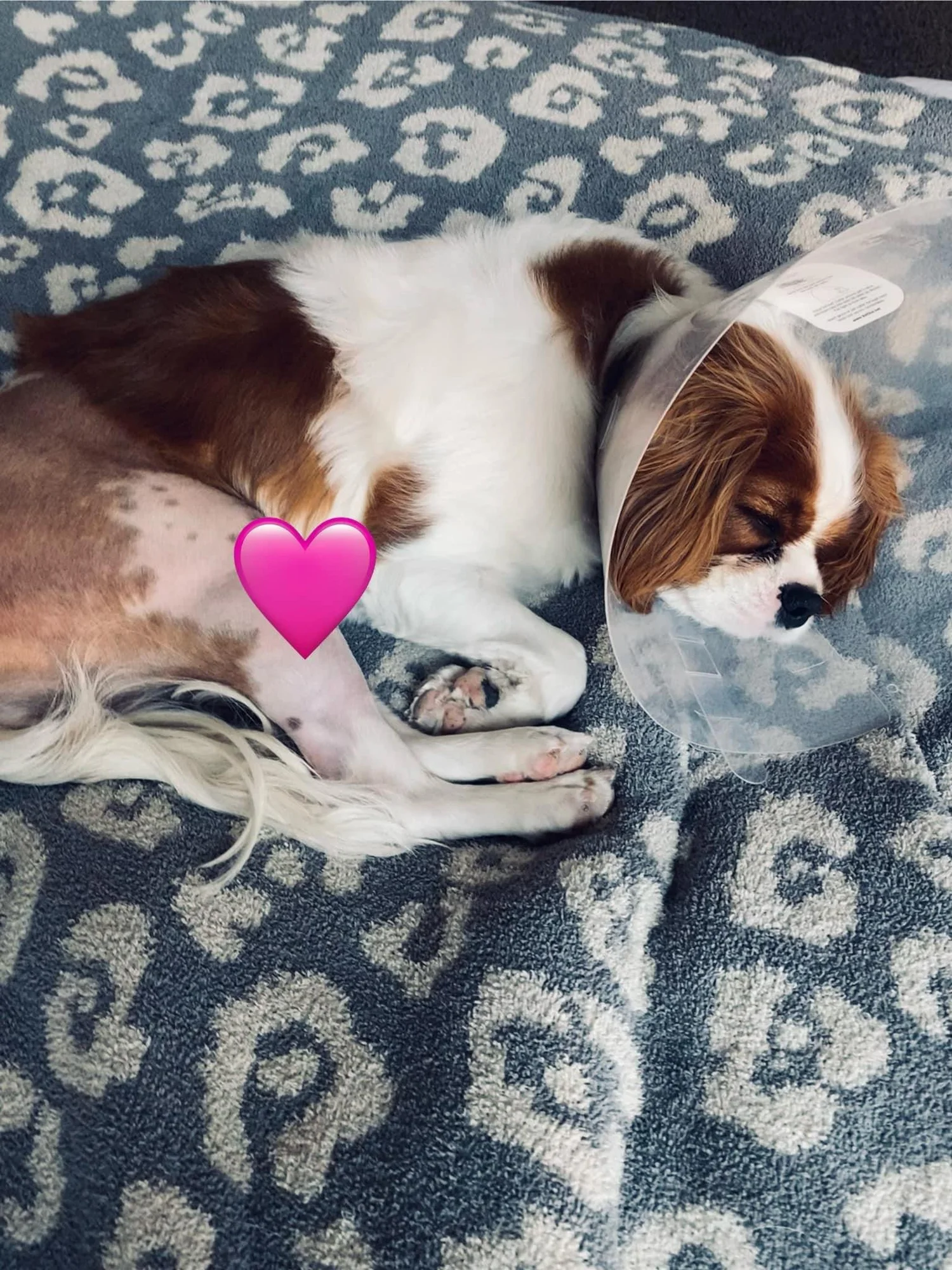 Life Lately — Simply Small Town