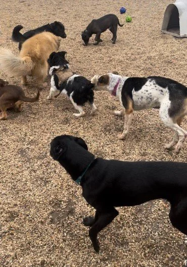 It’s Canine Fitness Month! — The League 🐾 North Fork Animal Welfare League