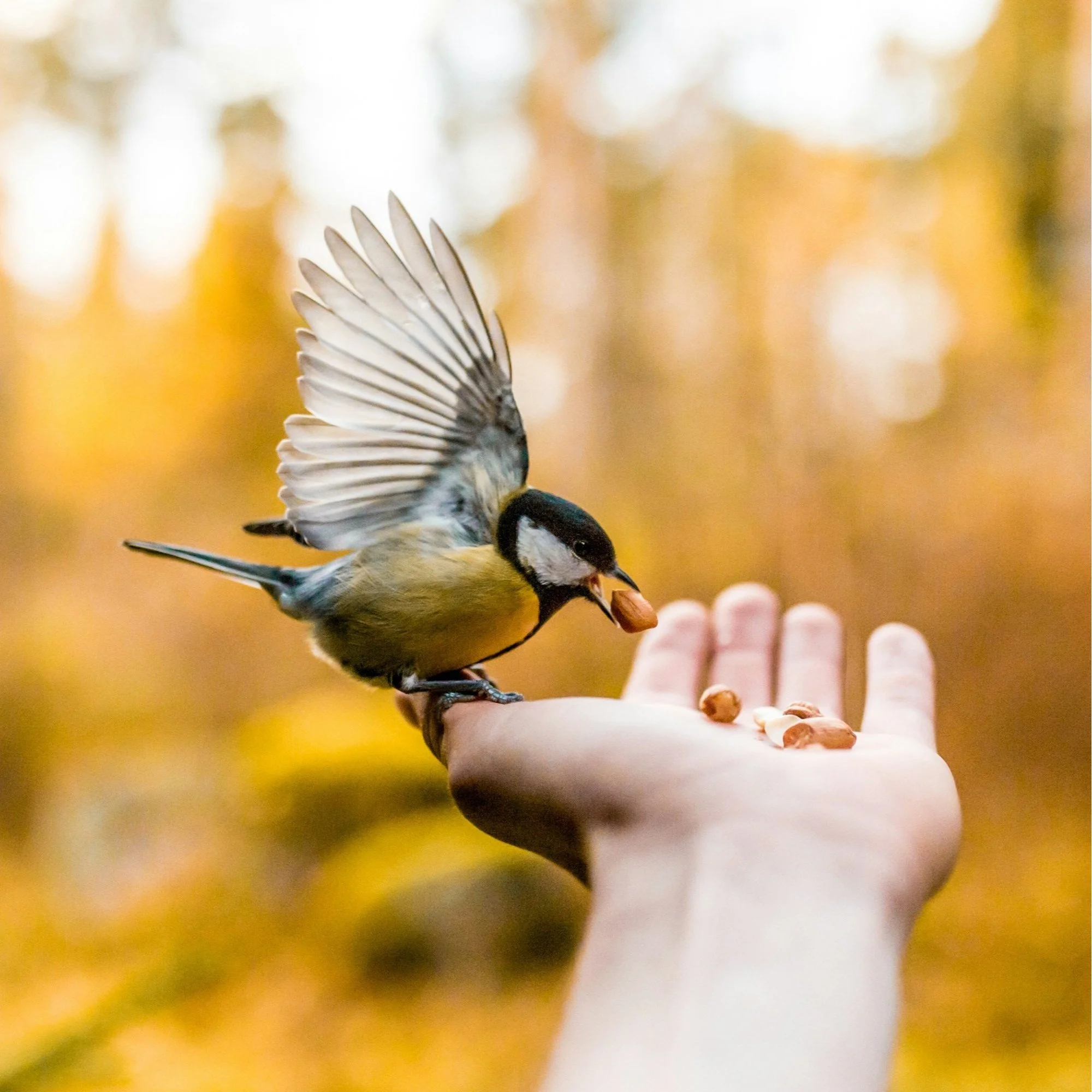Bird Phobia Treatment Strategies: Conquering Ornithophobia