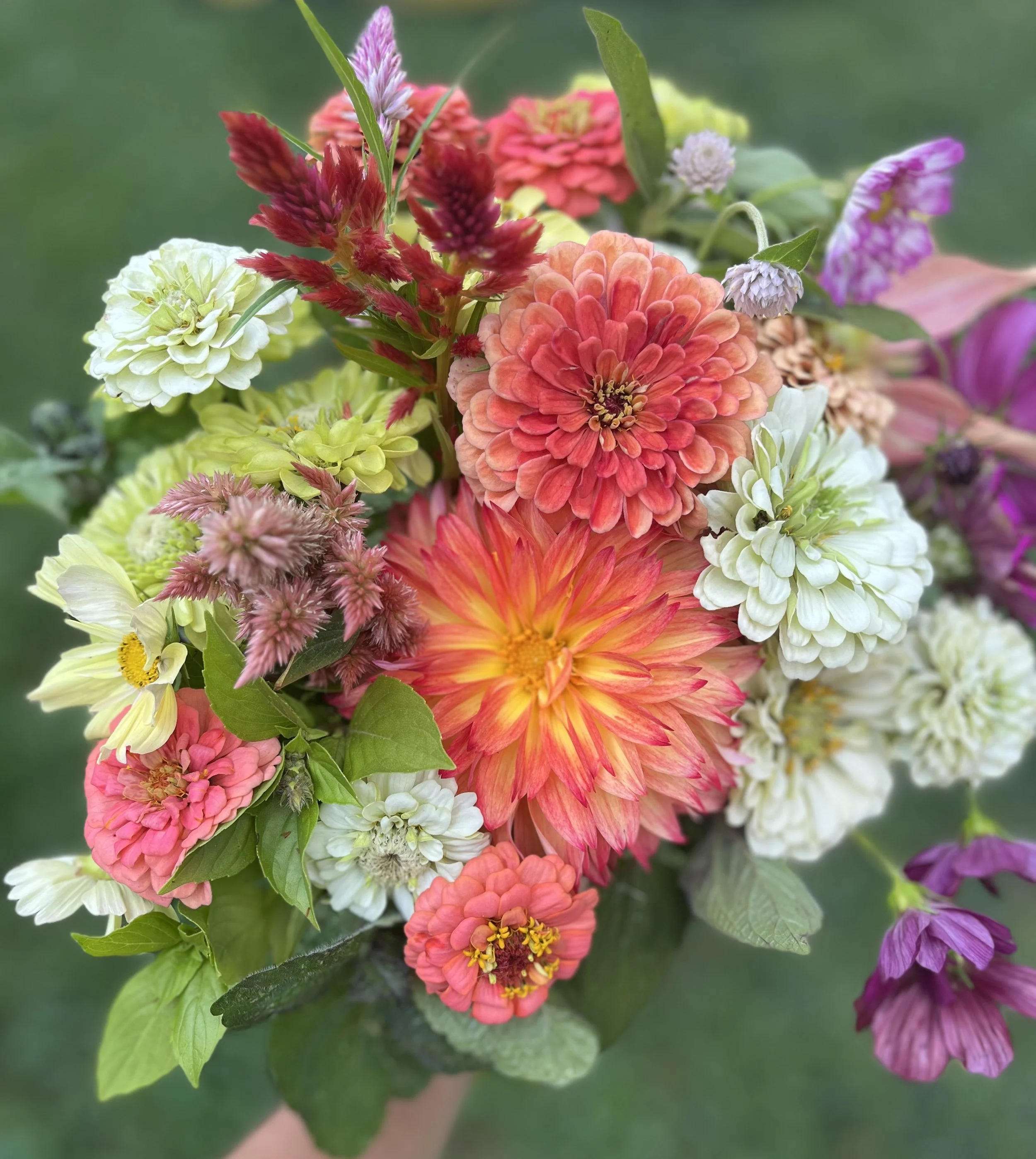 Walnut Hill Flower Farm