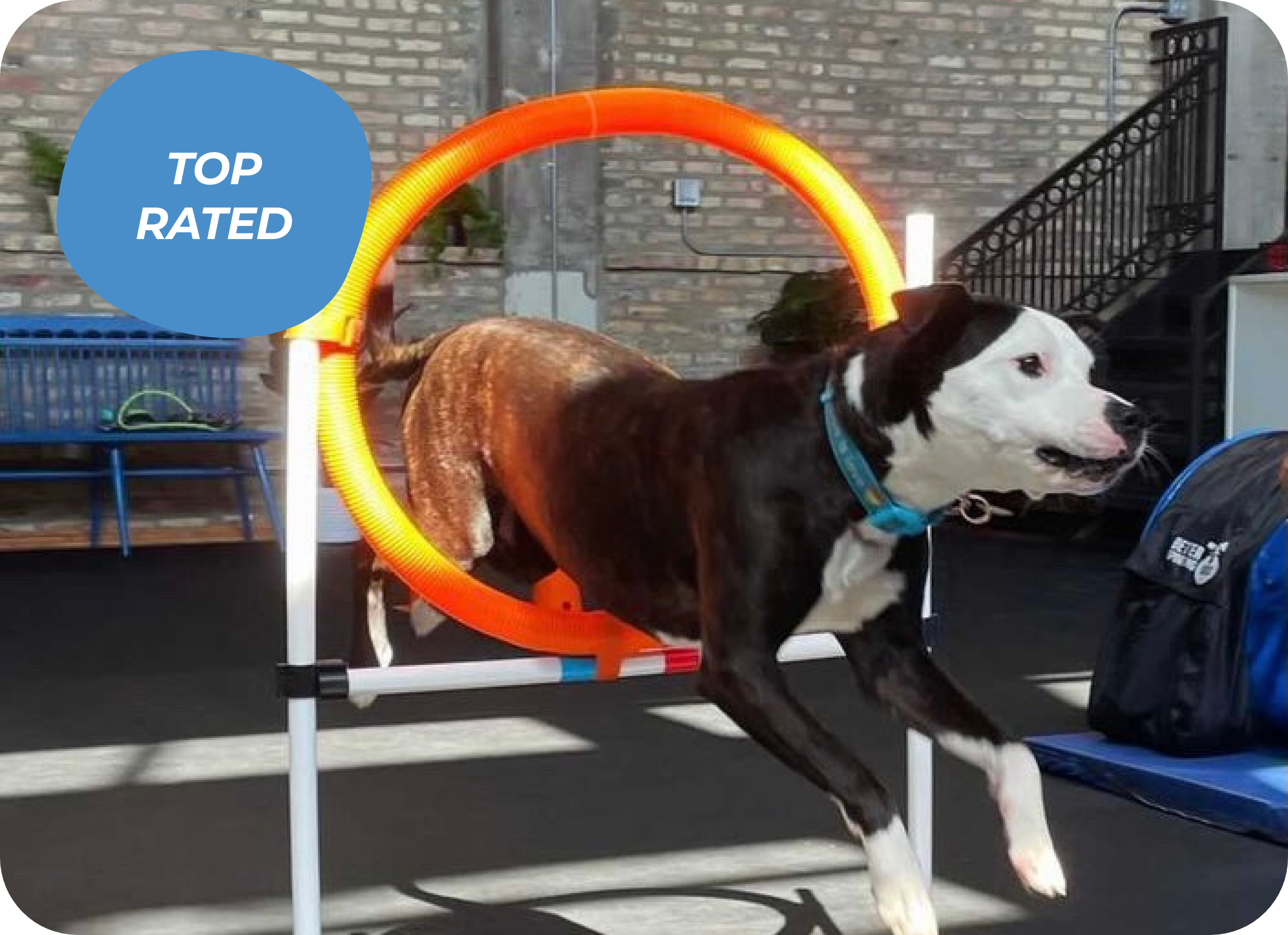 Book — Bosly's Backyard