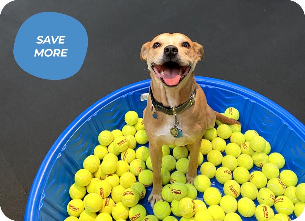 Book — Bosly's Backyard