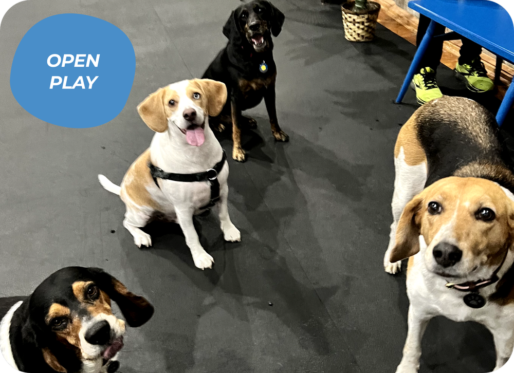 Book — Bosly's Backyard