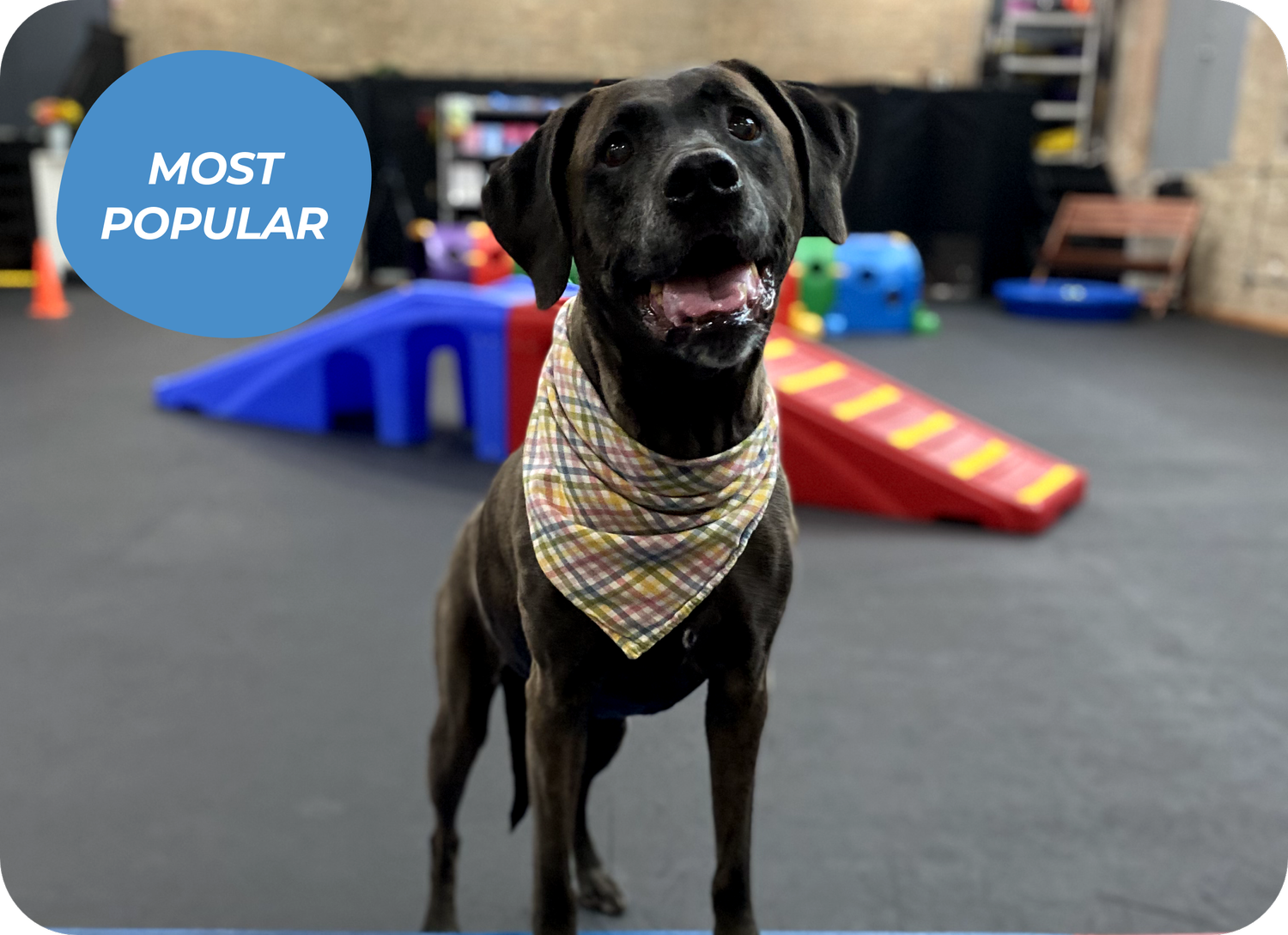 Book — Bosly's Backyard