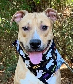 Saving Sumter Strays