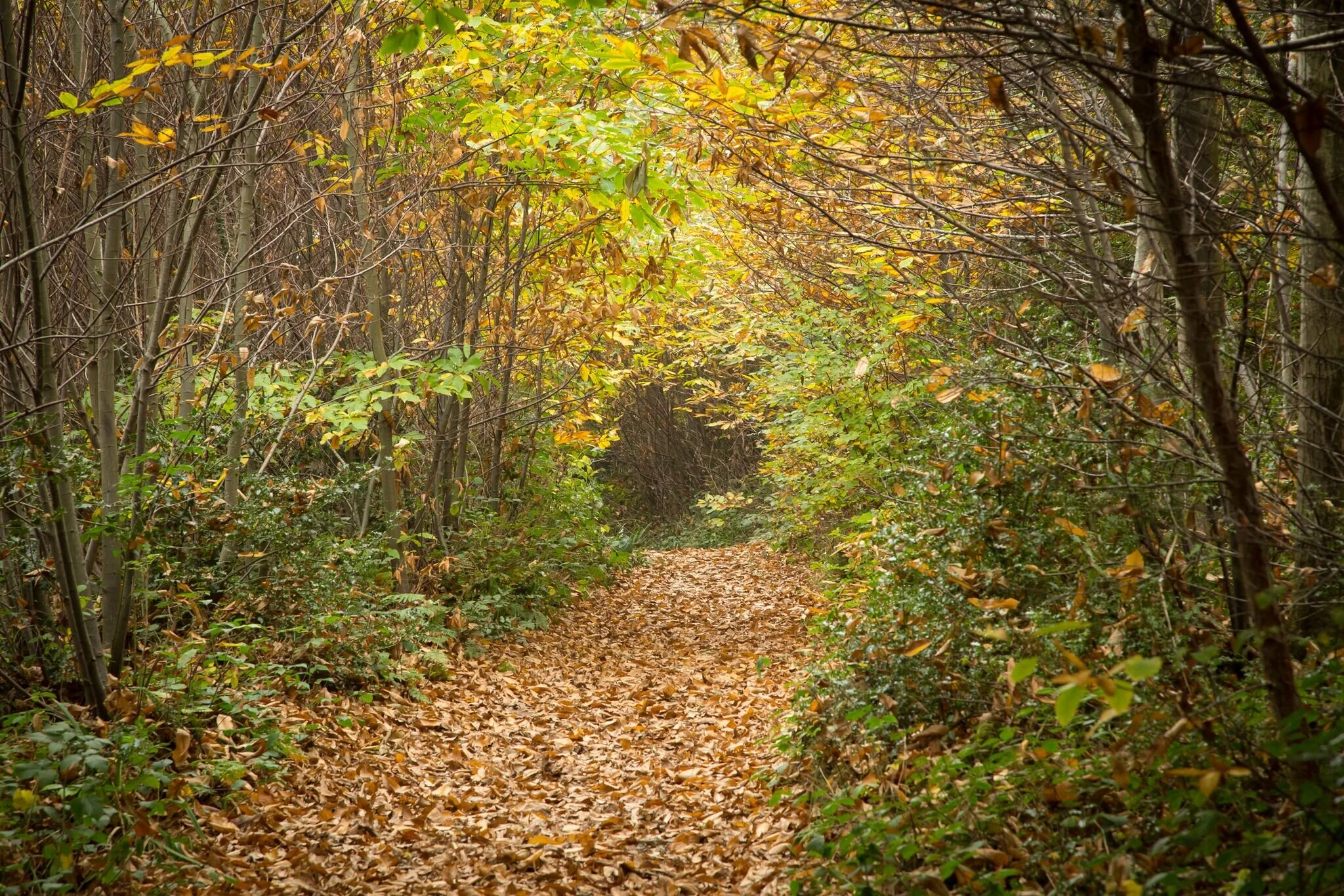 What's On — Wilderness Wood