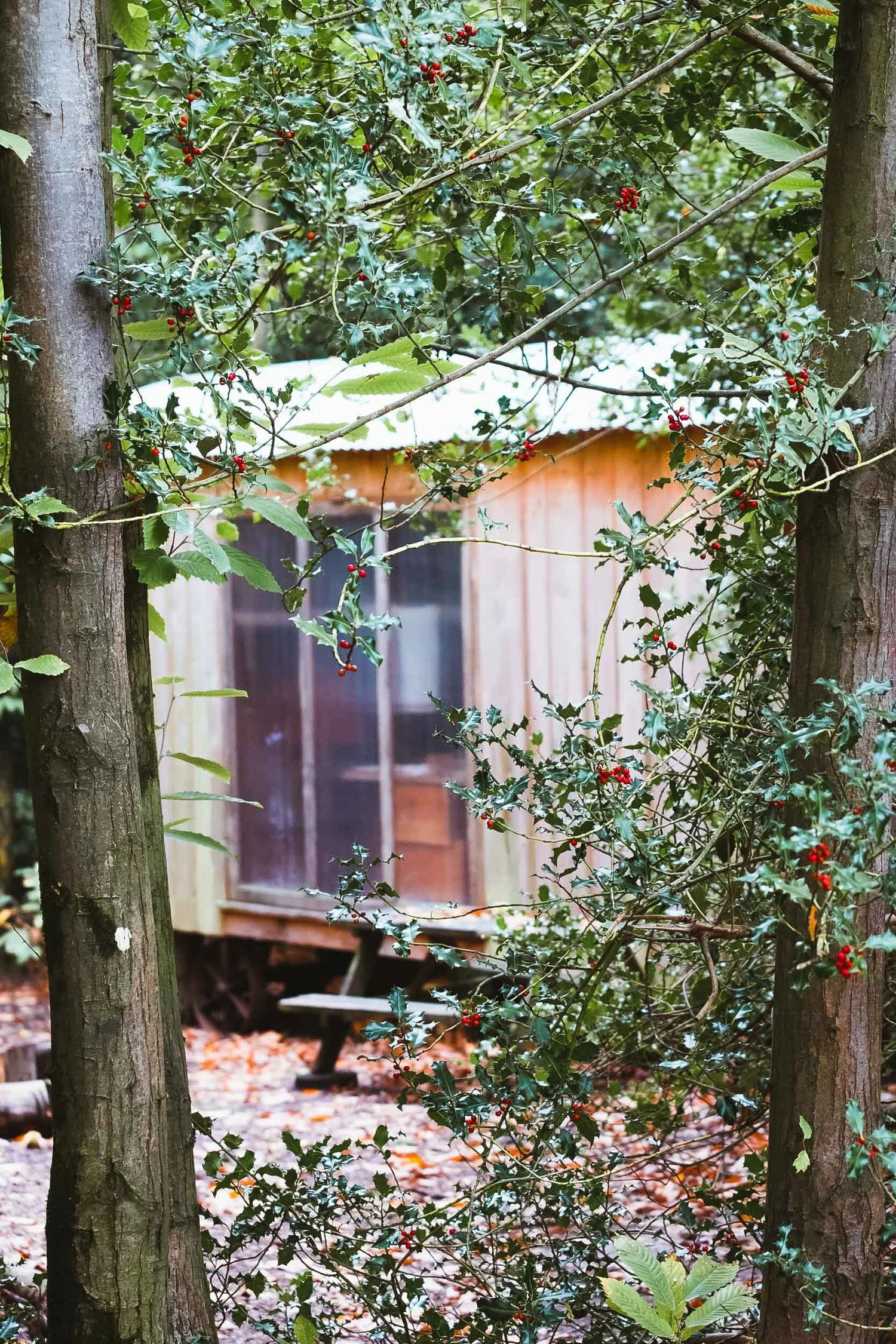 Holly Hut — Wilderness Wood