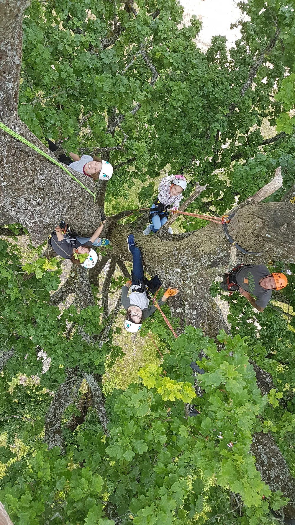Canopy Climbing — Wilderness Wood