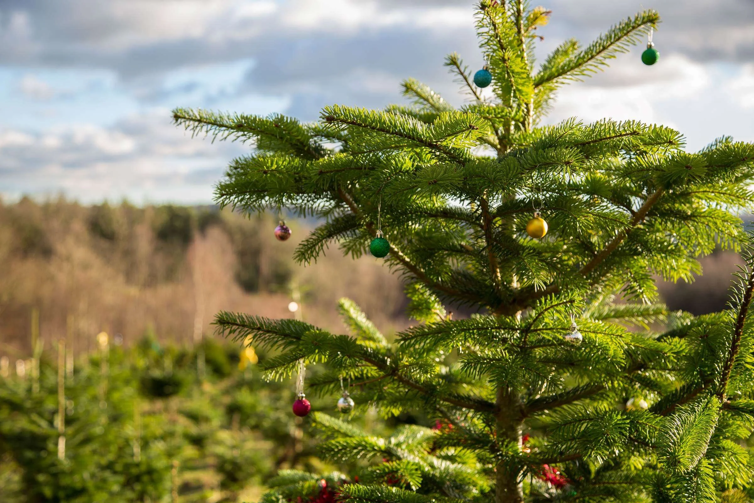 What's On — Wilderness Wood