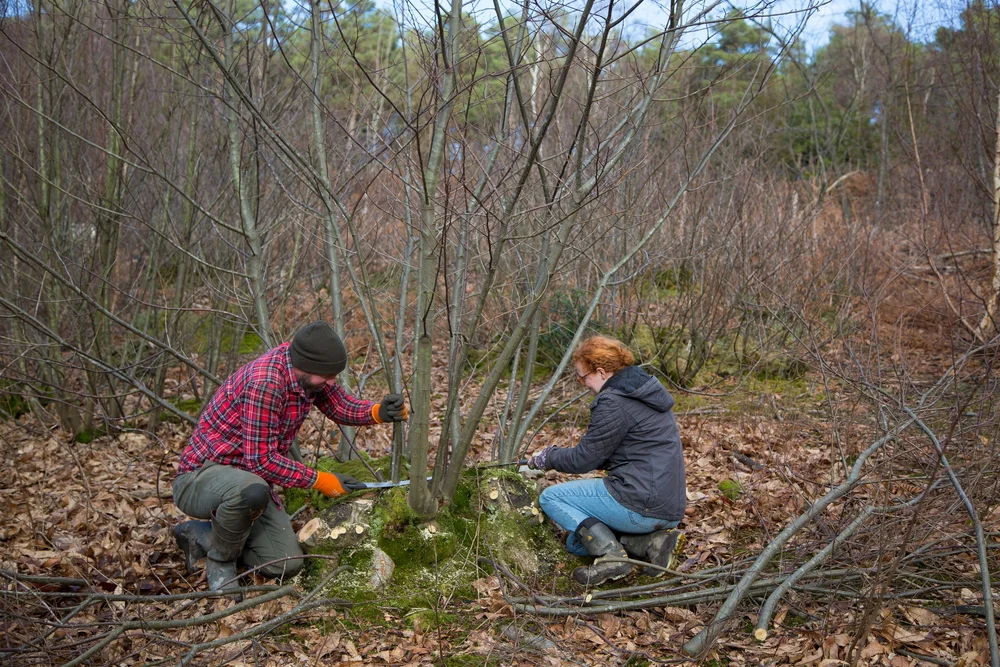 What's On — Wilderness Wood