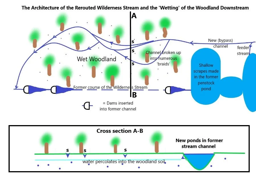 Dam Building, Pond Creation and Rabbit Impact — Wilderness Wood