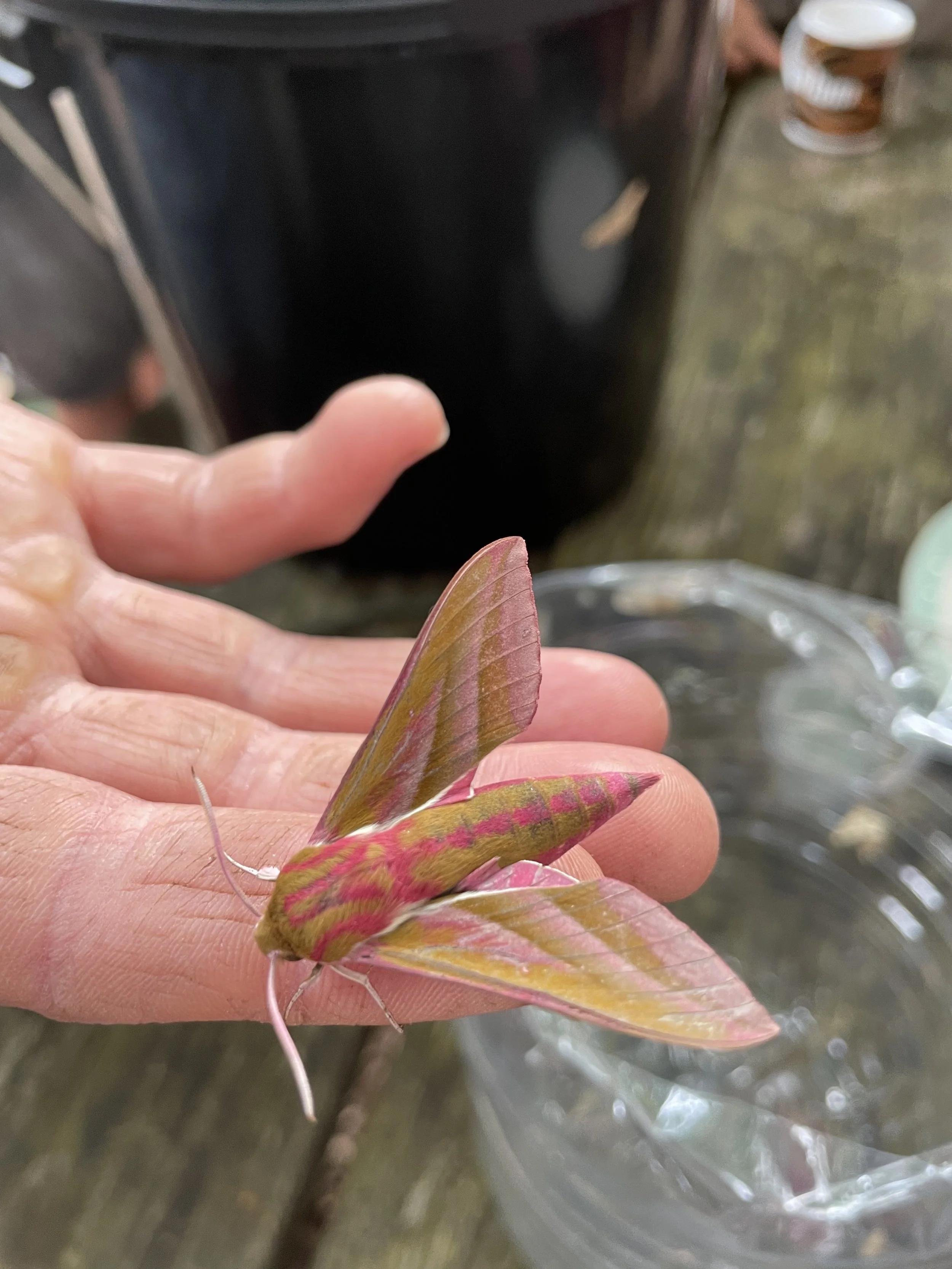 Marvellous Moths — Wilderness Wood