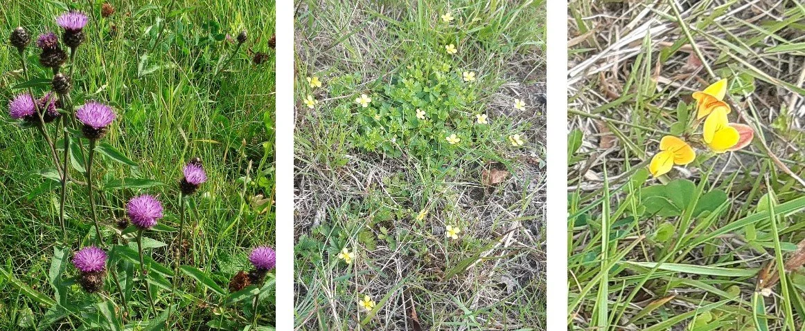 Grassland, Heathland, Wetland and Woodland Management — Wilderness Wood