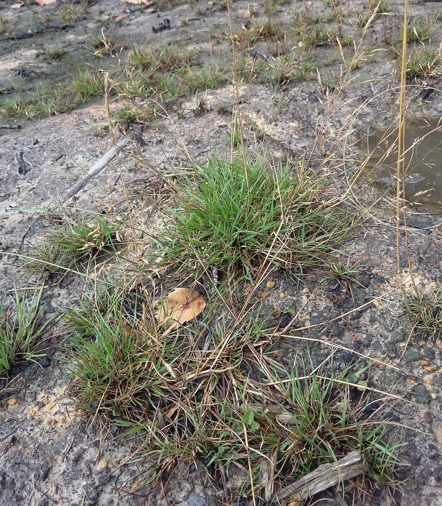 Ecosystem Transition - Bat Park — Wilderness Wood
