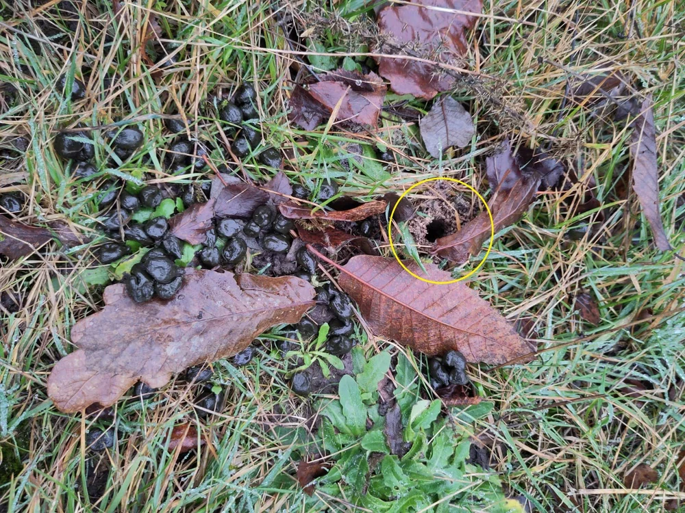 Winter Animals of Wilderness Wood — Wilderness Wood