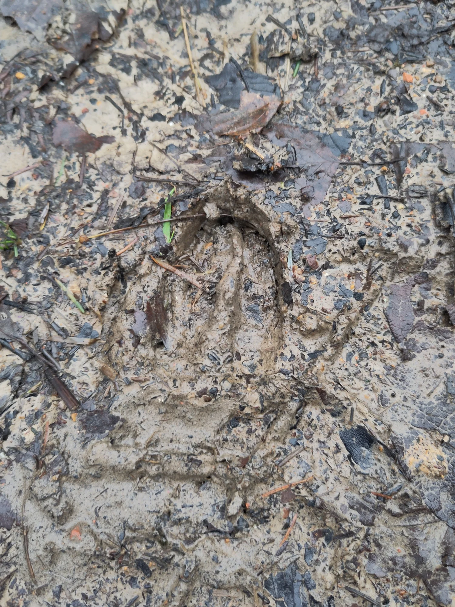 The Deer Hunter’s Apprentice — Wilderness Wood