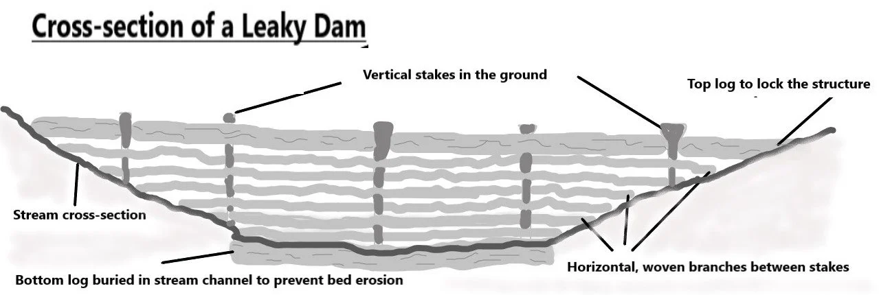 What’s a Leaky Dam? — Wilderness Wood