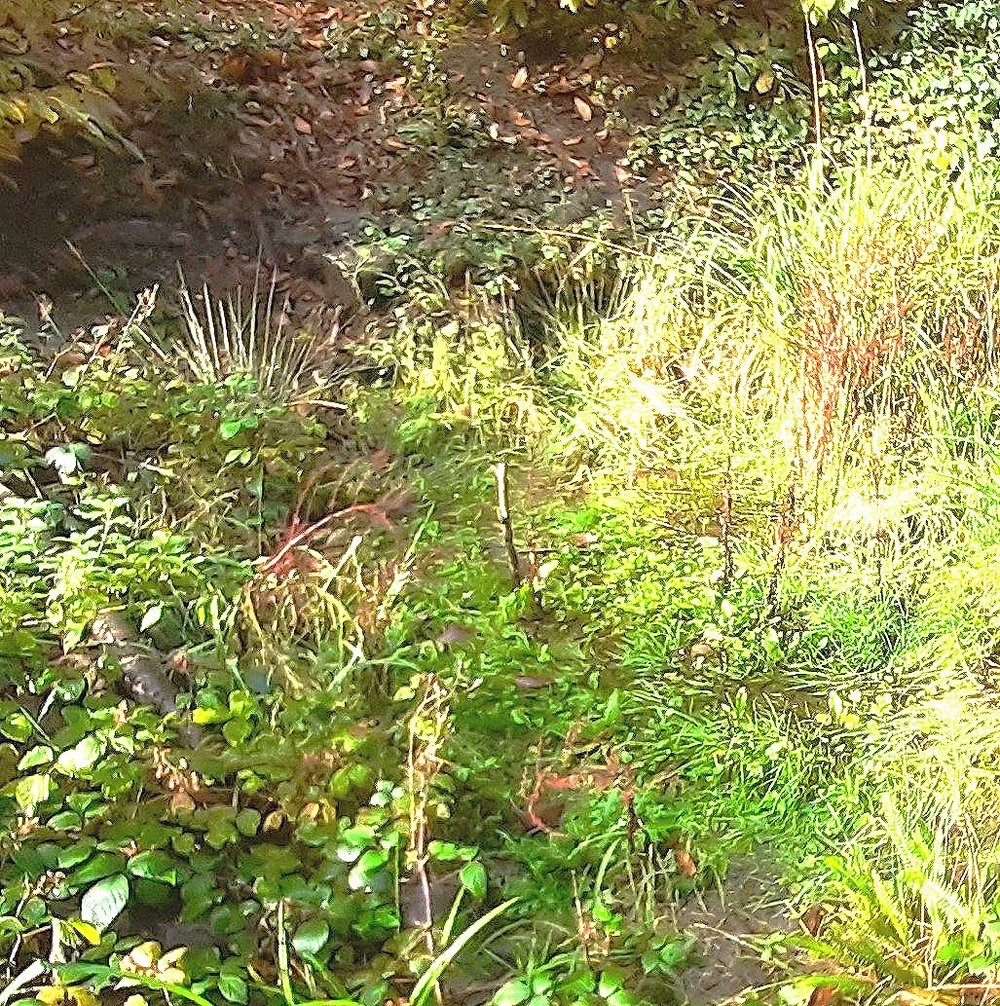 Full Ponds, Alder Carr and Fungi — Wilderness Wood