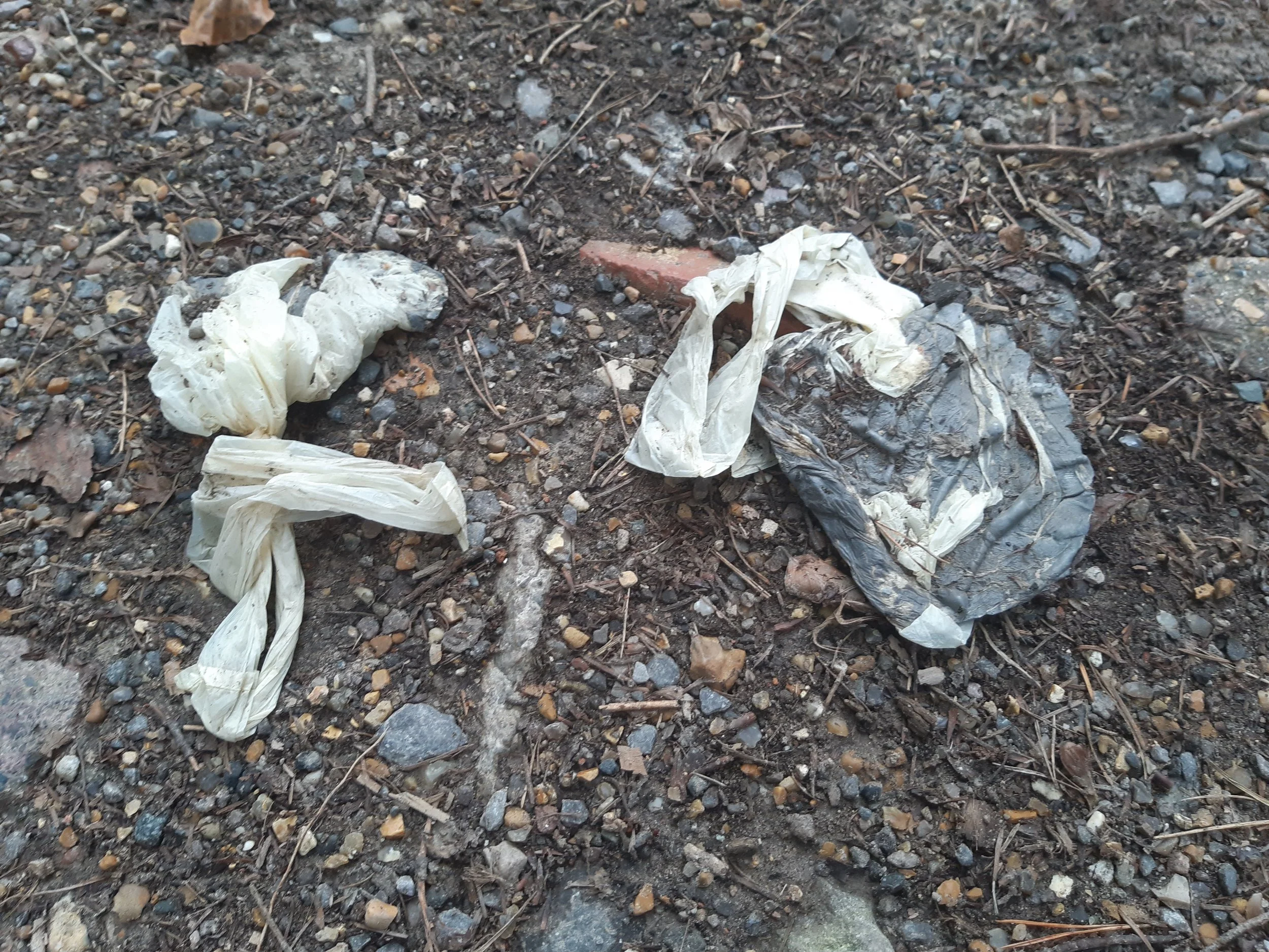 Rain, Slugs, Dog Poo and a Crock of Gold — Wilderness Wood