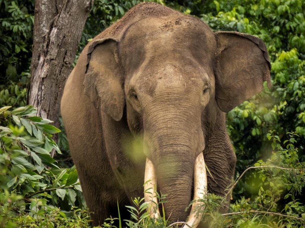 Sumatran Elephant Project