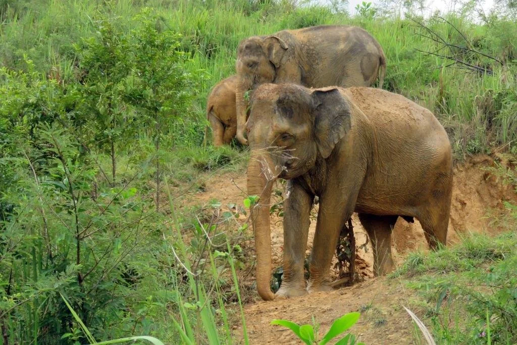 Sumatran Elephant Project
