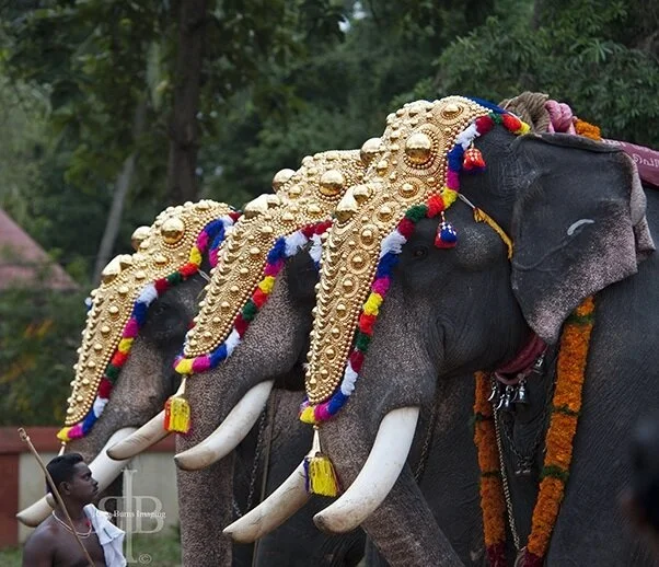 Elephants — Sumatran Elephant Project