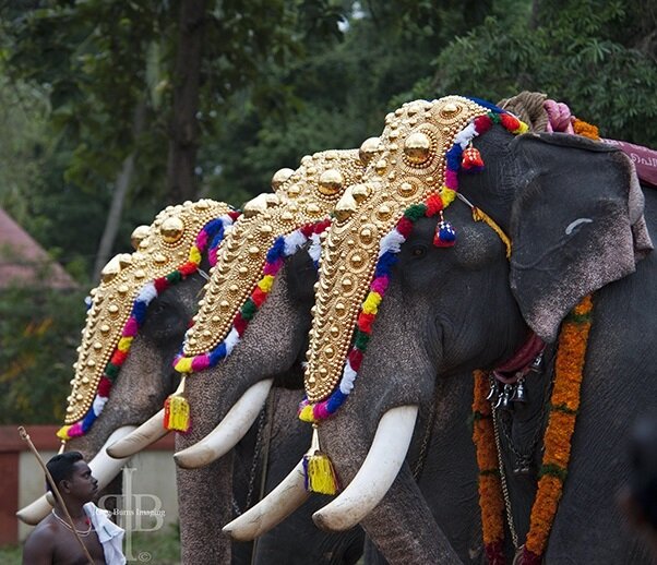 Elephants — Sumatran Elephant Project