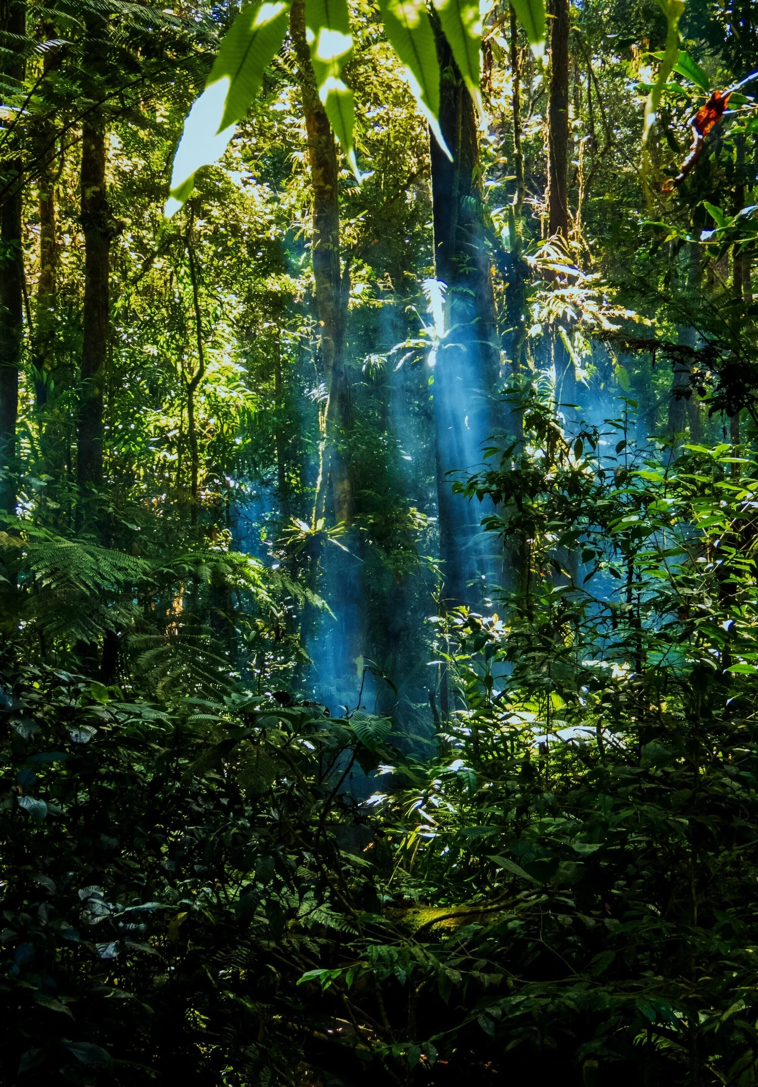 Rainforests and Biodiversity — Sumatran Elephant Project