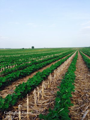 Gallagher Farms
