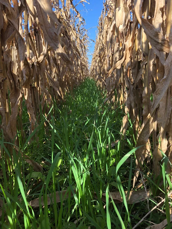 Gallagher Farms