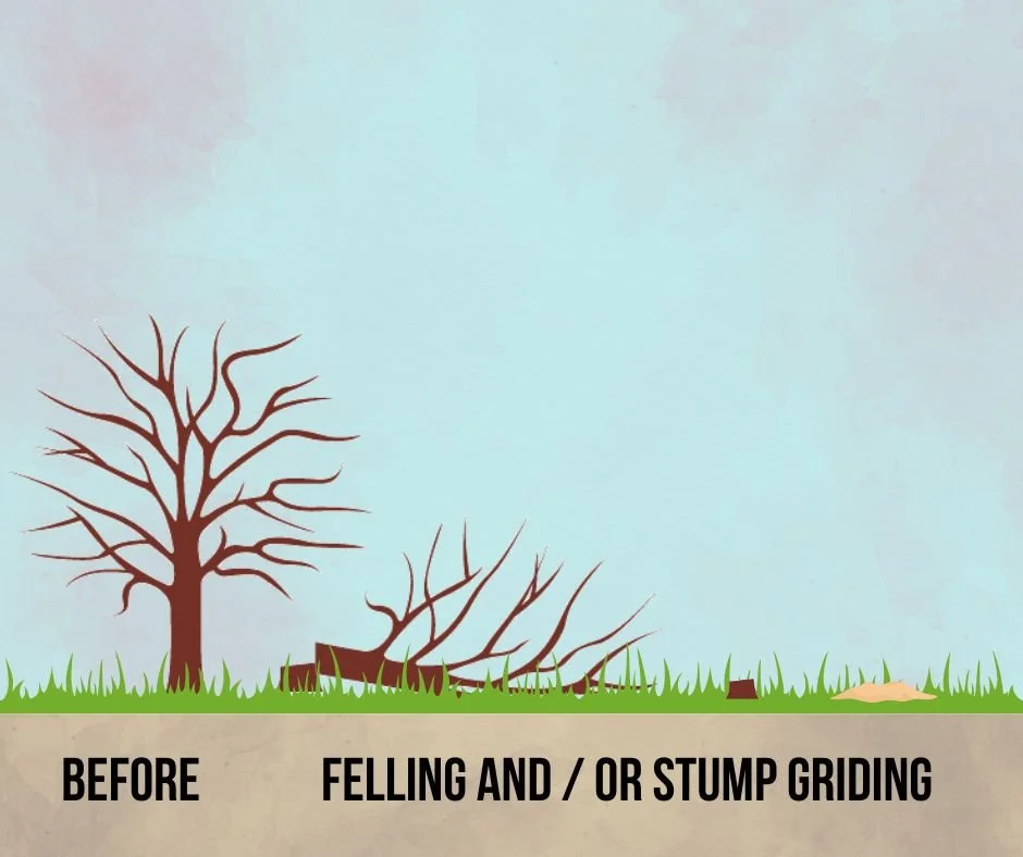 Tree Surgery Terminology | Jack Cotterill Tree Services