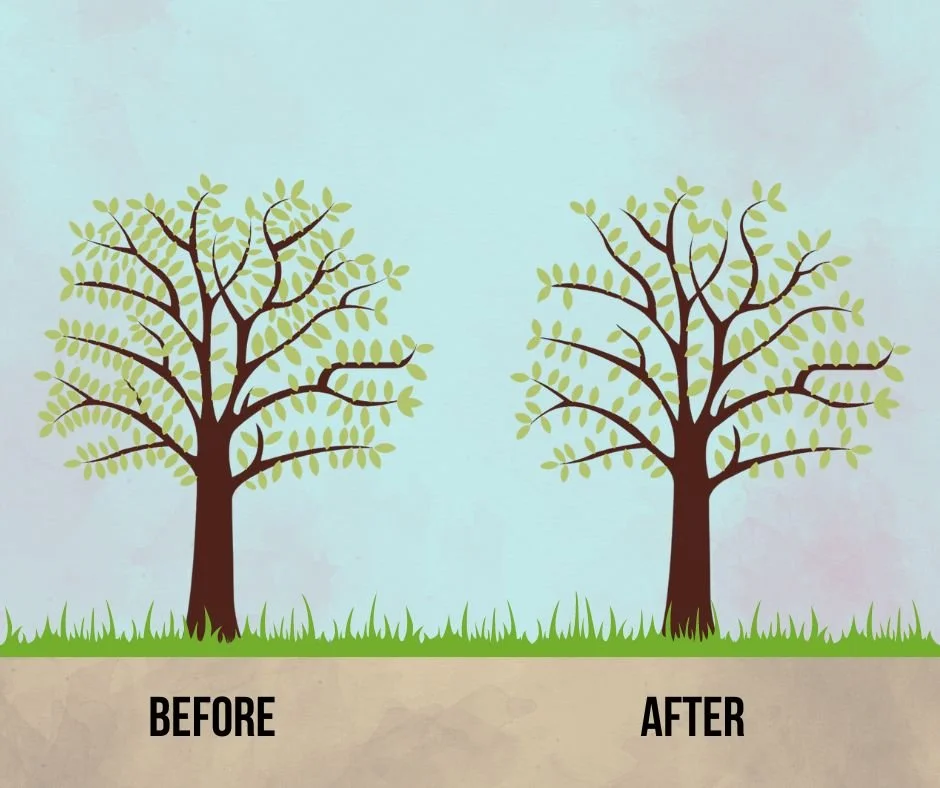 Tree Surgery Terminology | Jack Cotterill Tree Services
