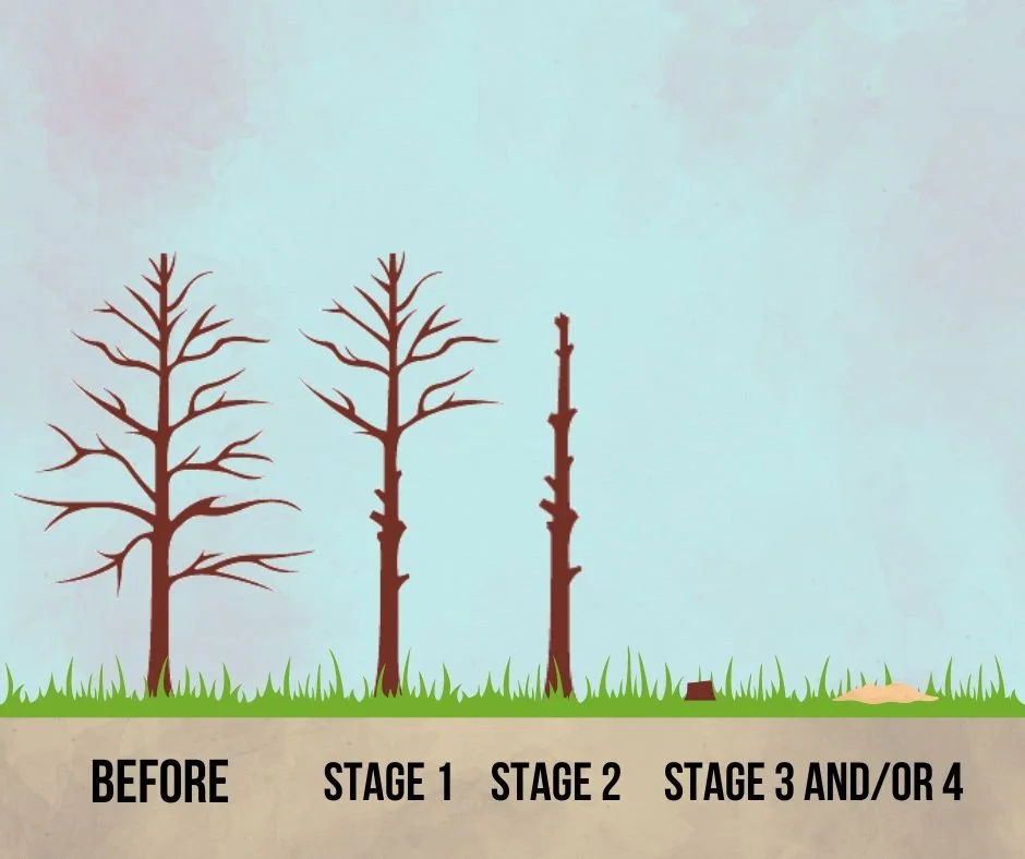 Tree Surgery Terminology | Jack Cotterill Tree Services