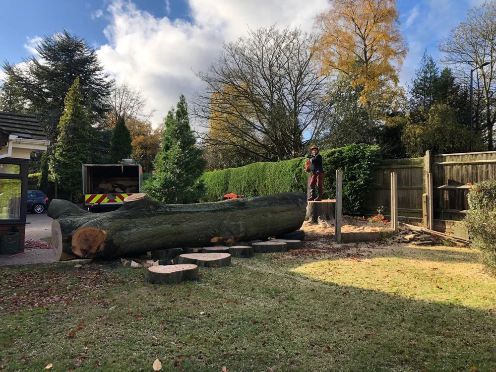 Jack Cotterill Tree Services