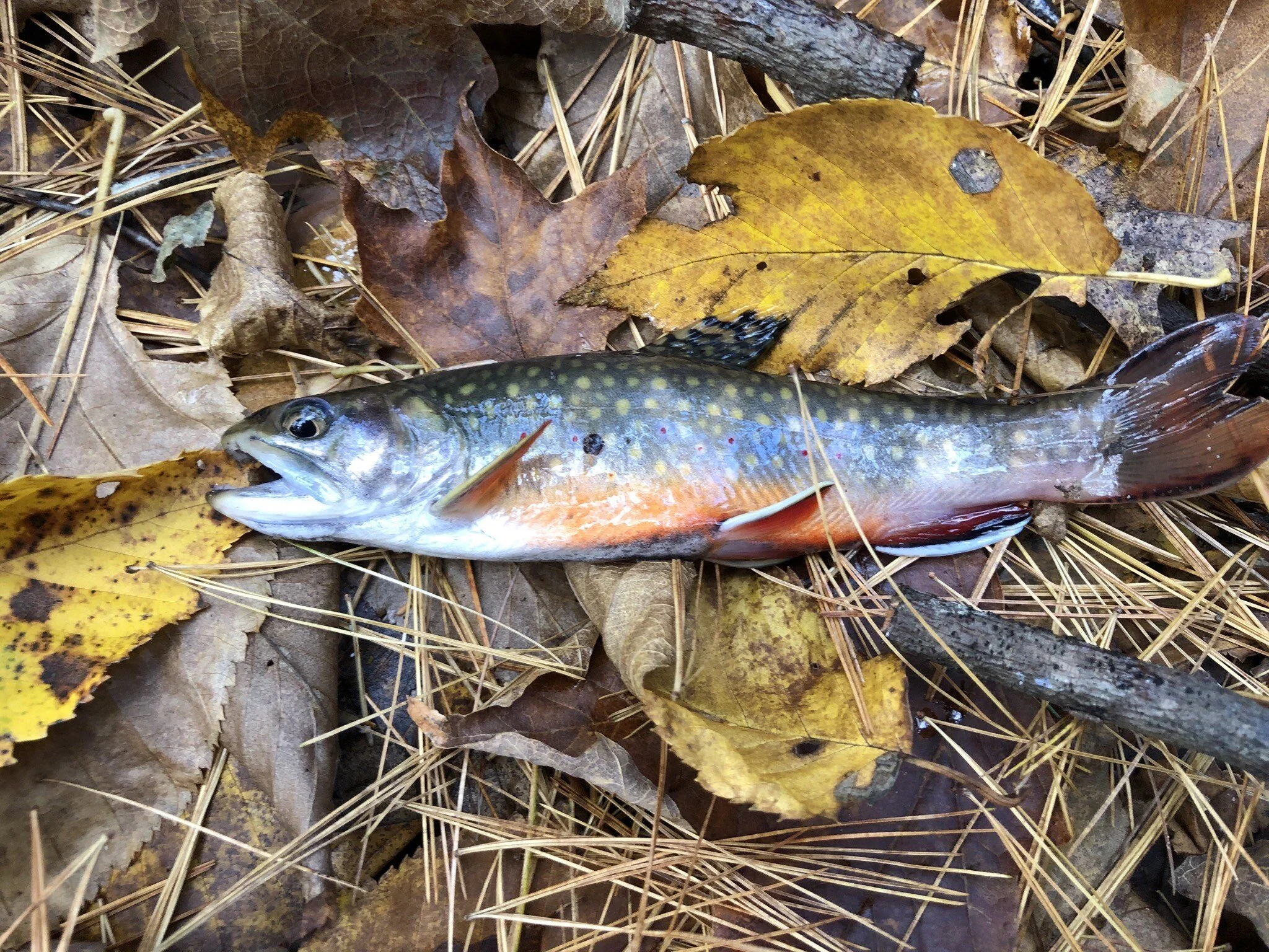 Aquatic Invasive Species — Carnelian-Marine-St Croix Watershed District