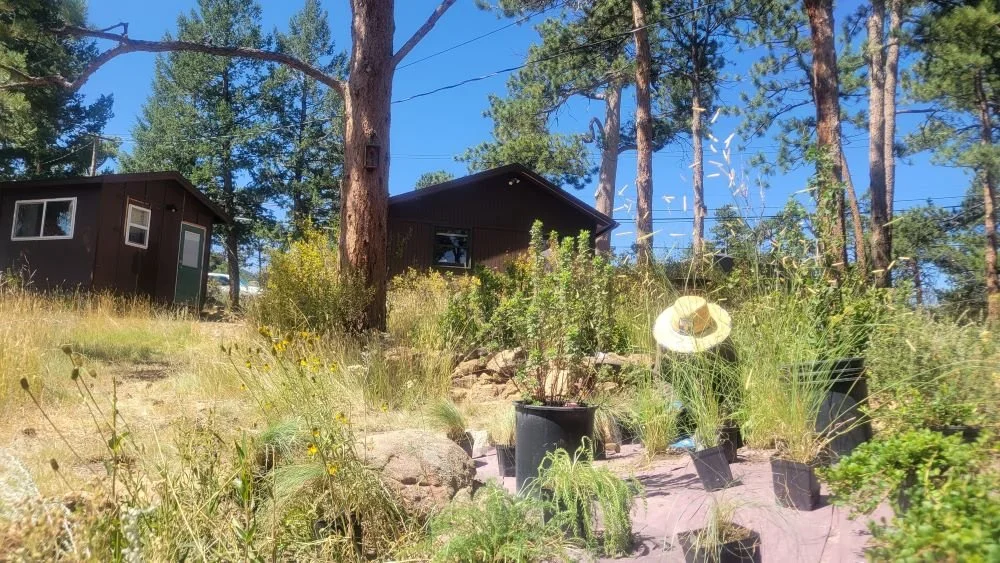 Regenerative Landscaping in Colorado — Habitat Guild | Regenerative ...