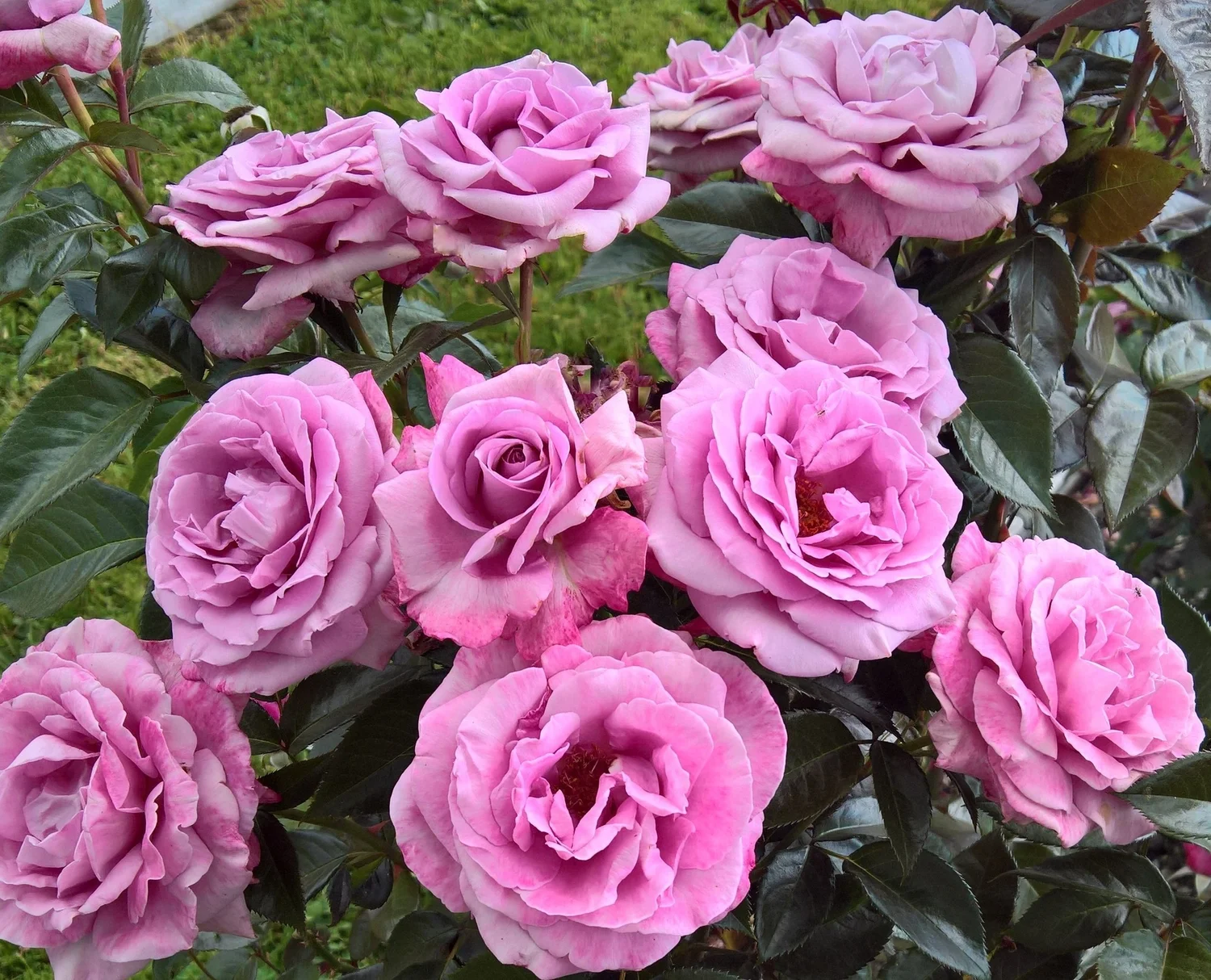 Queen of Sweden — Select Roses